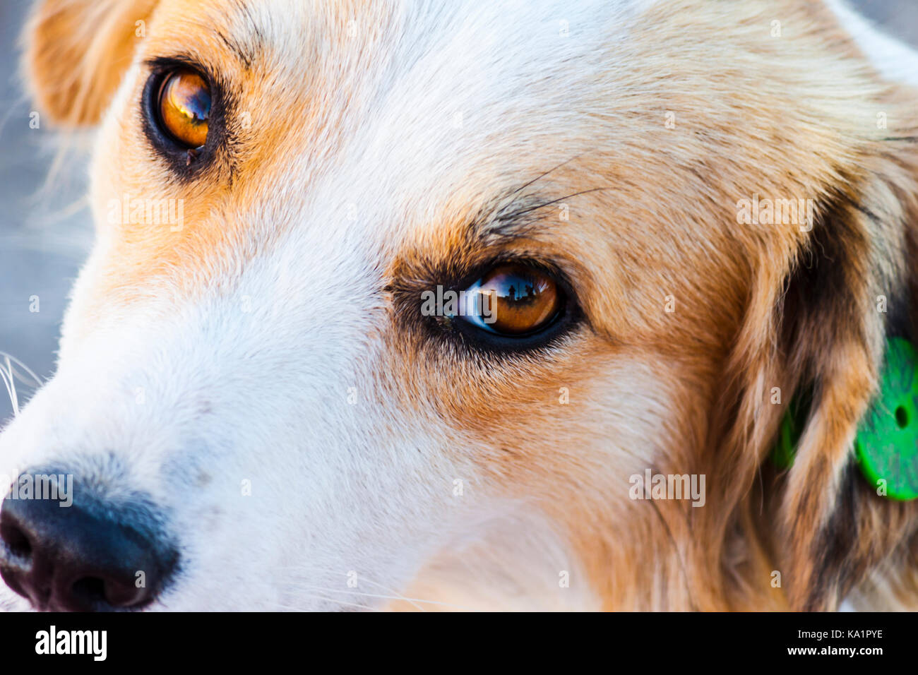 Portrait of a lovely stray dog Stock Photo - Alamy