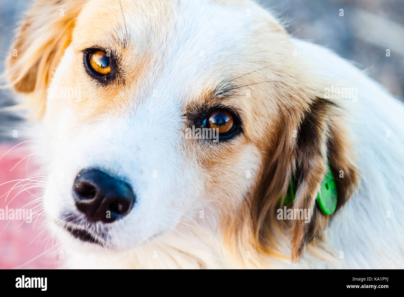 Portrait of a lovely stray dog Stock Photo - Alamy