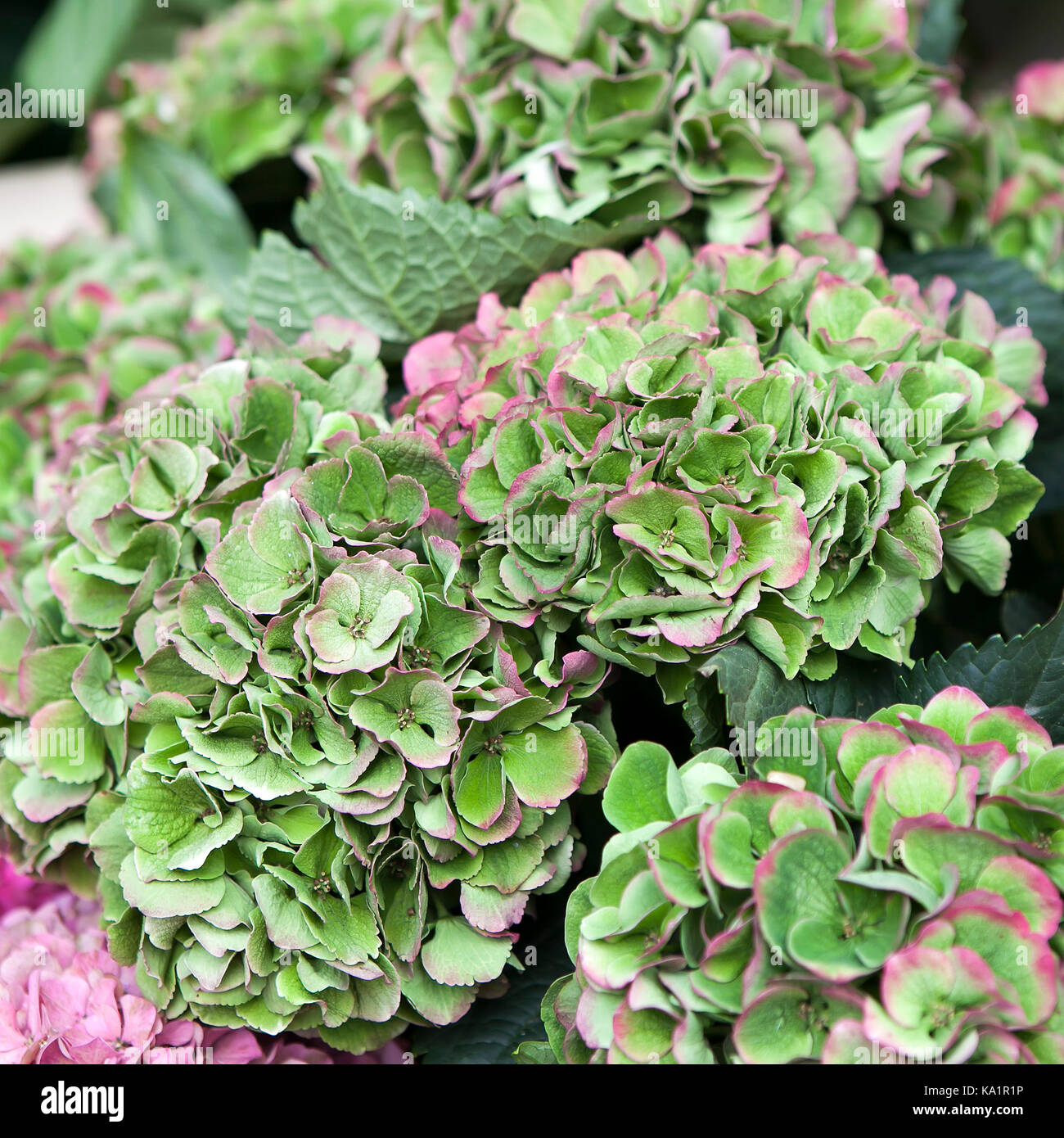 the Green-pink hydrangeas in a bouquet for a wedding Stock Photo - Alamy