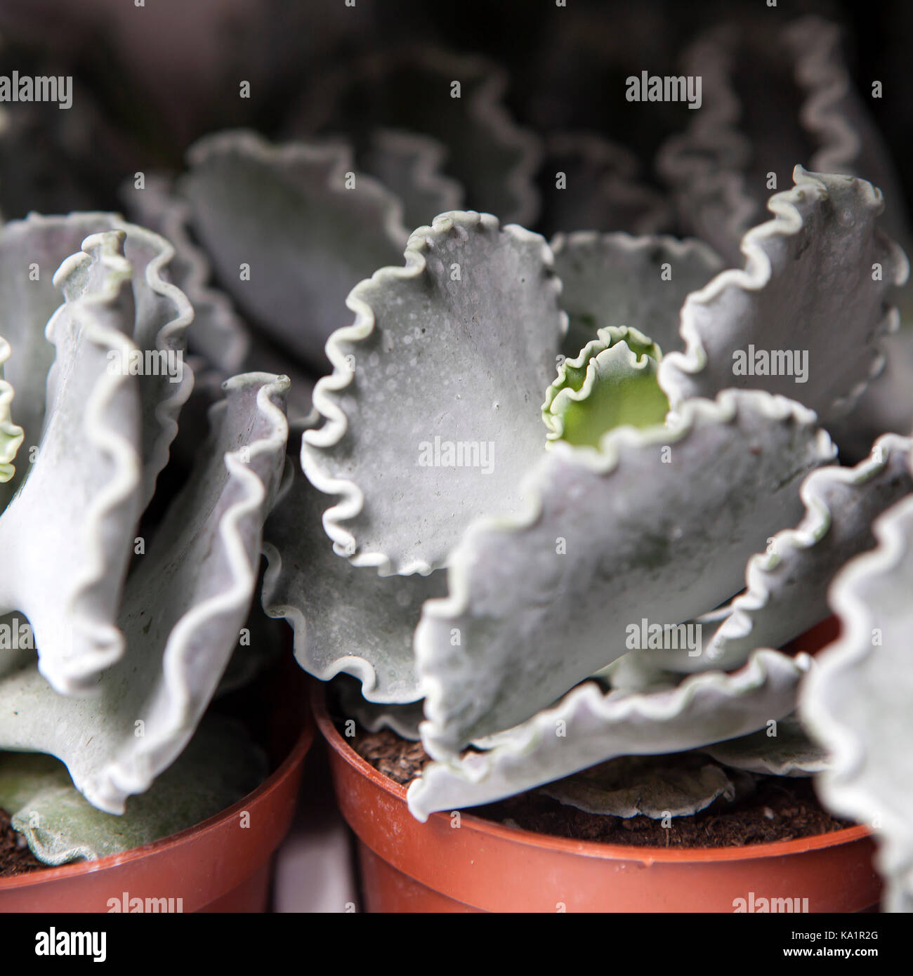 Gray succulent in a pot for sale as an office desk decoration Stock ...