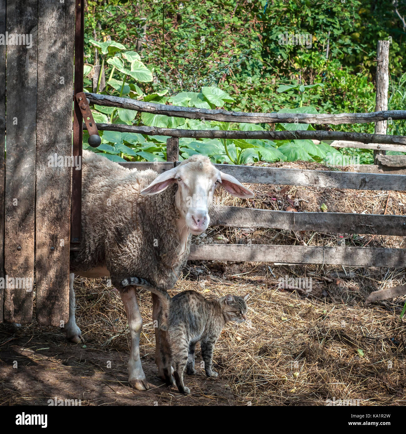 Cat sheep hi-res stock photography and images - Alamy