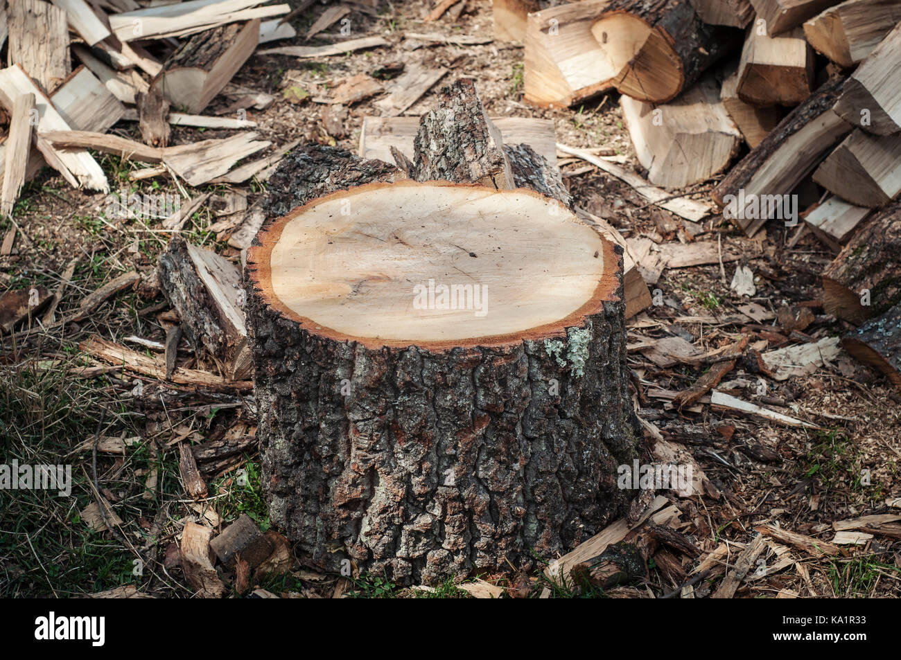 chopping wood for winter, close up Stock Photo - Alamy