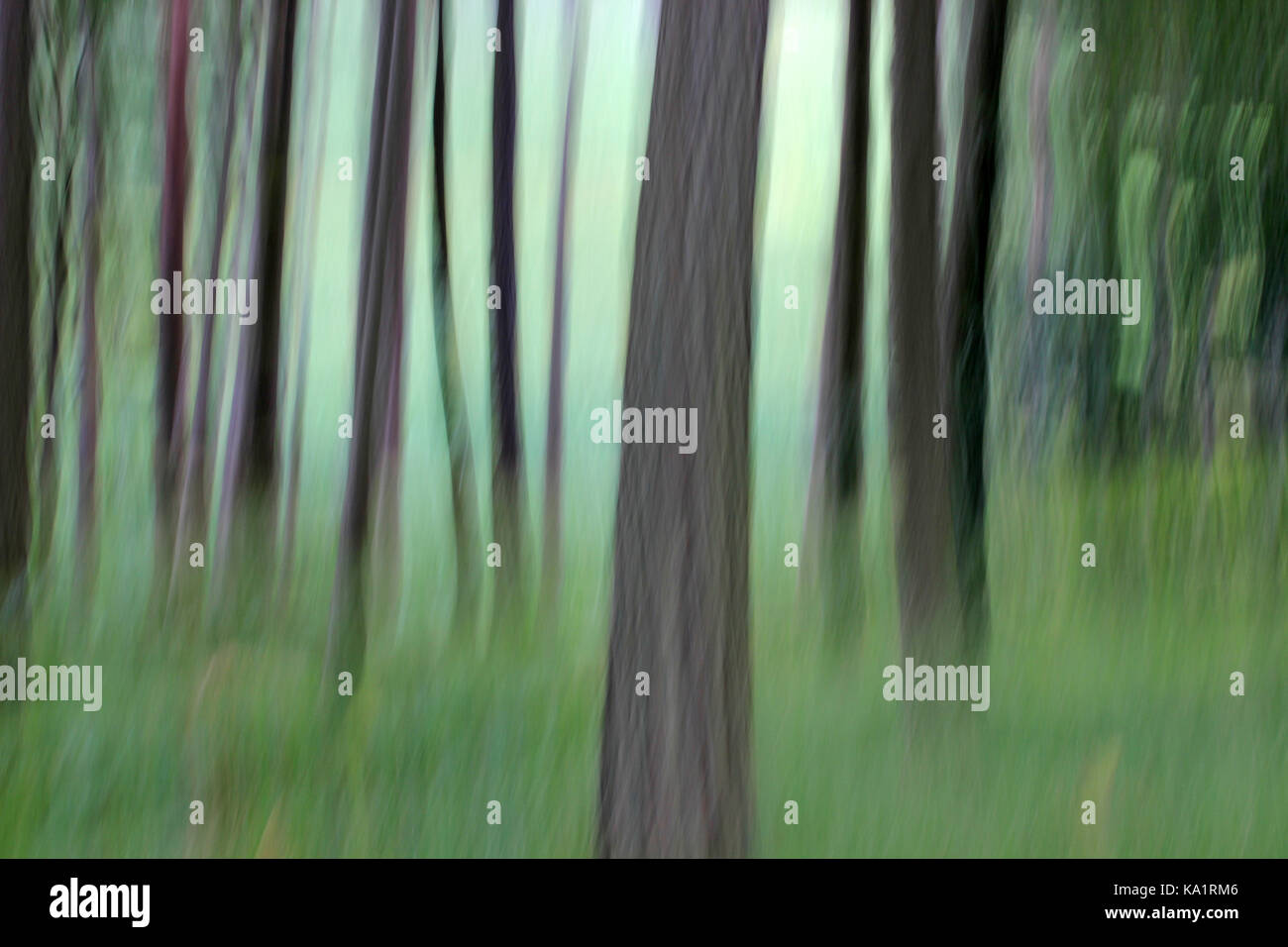 Intentional camera movement of trees Stock Photo - Alamy