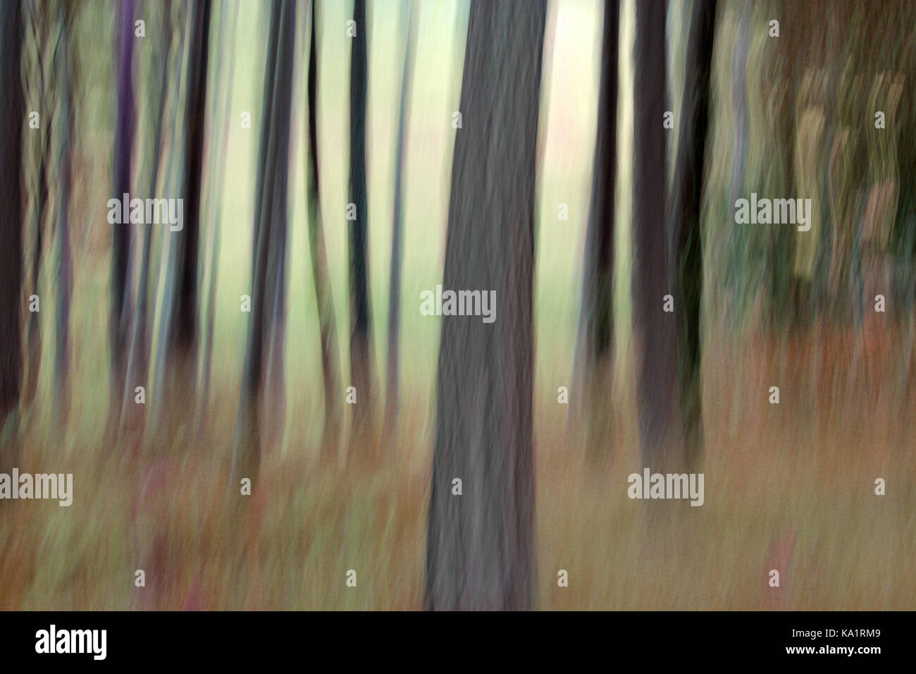 Intentional camera movement of trees Stock Photo - Alamy