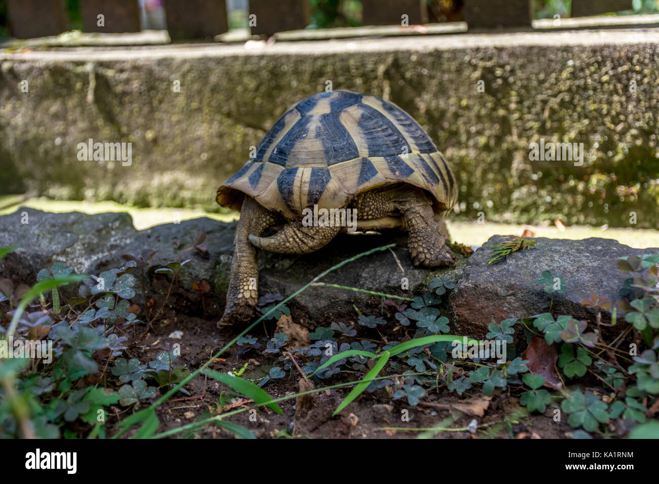 Turtle forest passing over barrier Stock Photo - Alamy
