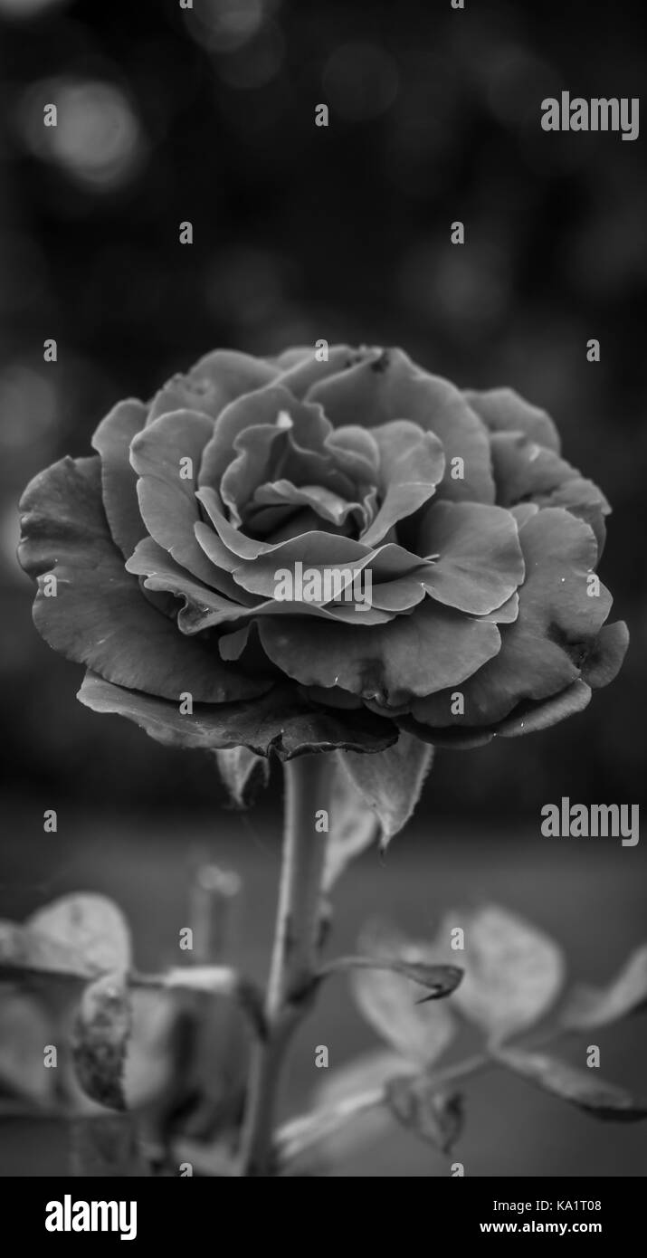 Beautiful red single rose Black and White Stock Photos & Images - Alamy