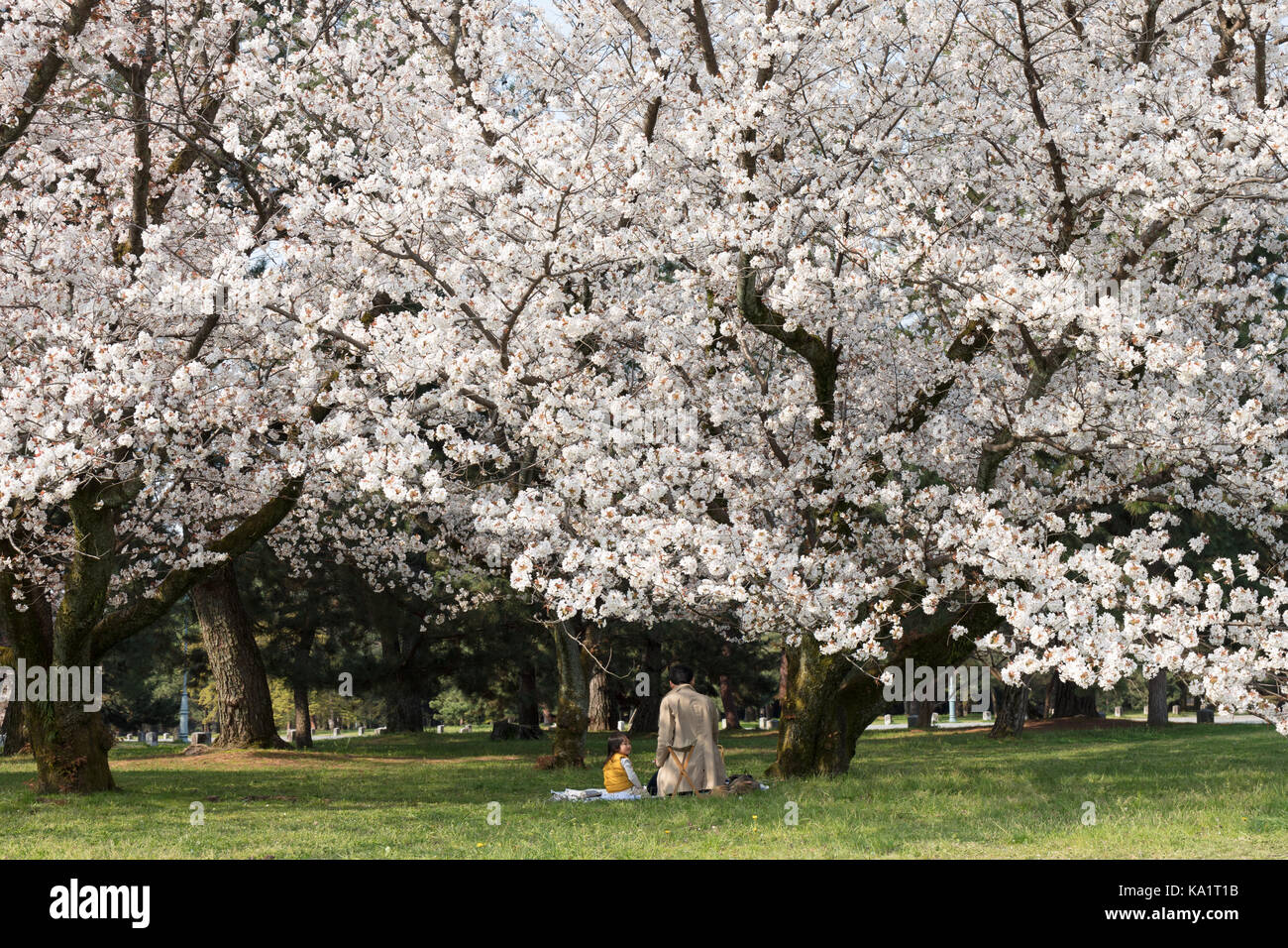 Father & daughter enjoying a morning picnic under the cherry blossom in ...