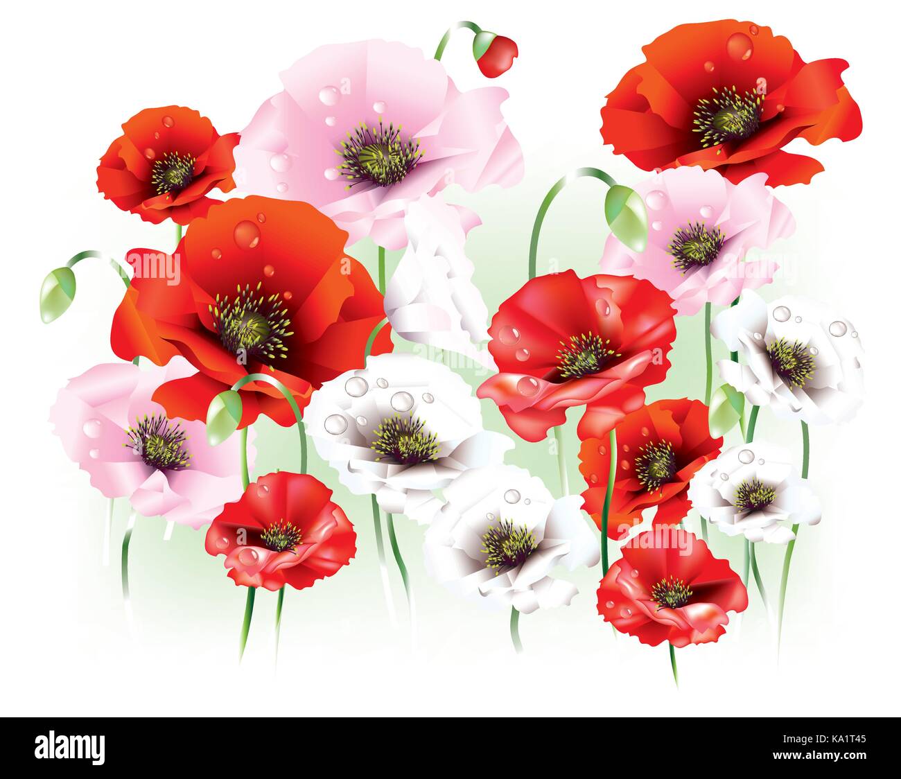 Beautiful poppies with buds on light background Stock Vector Image ...