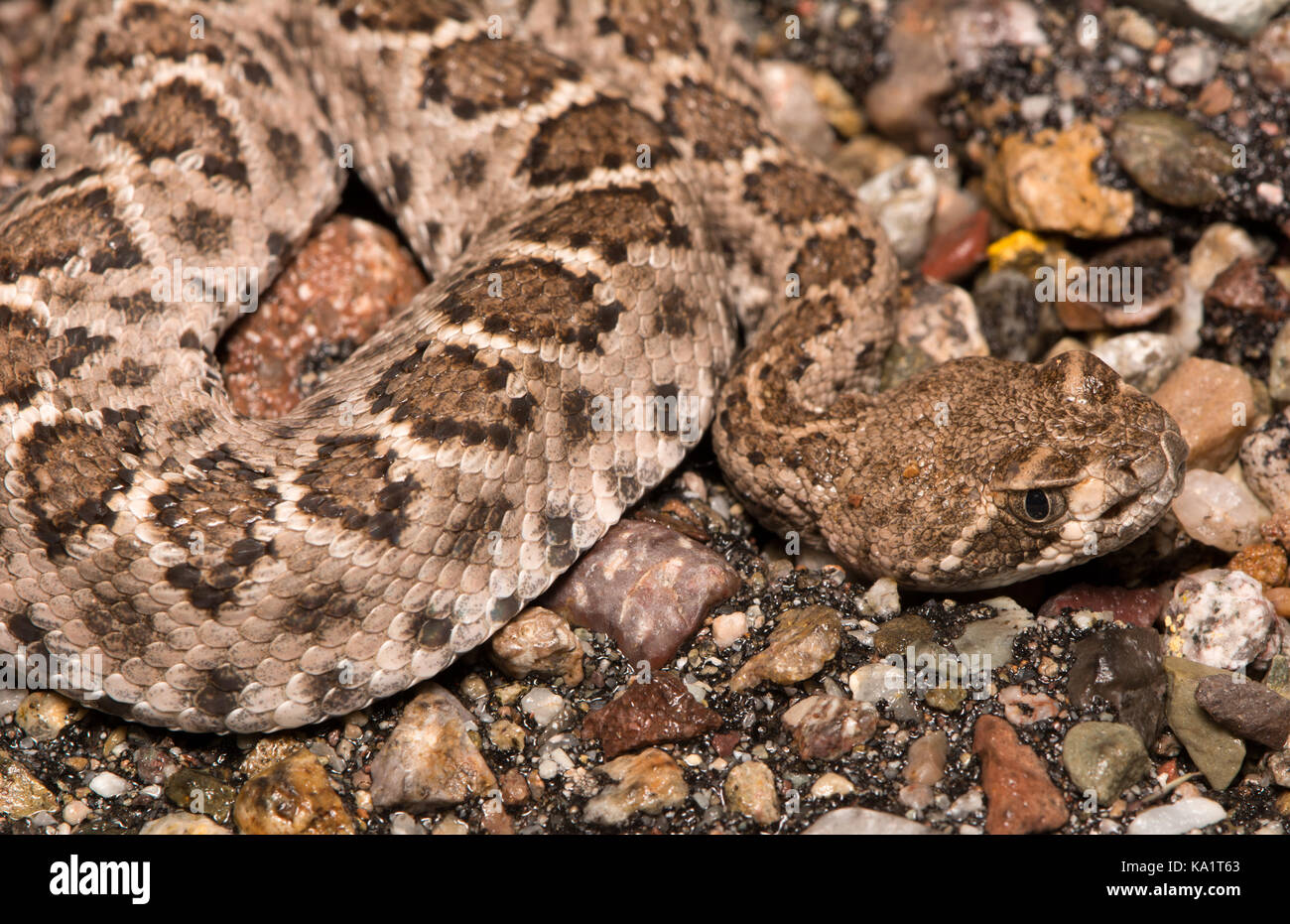 Western Diamond-backed Rattlesnake (Crotalus atrox) from Santa Cruz ...