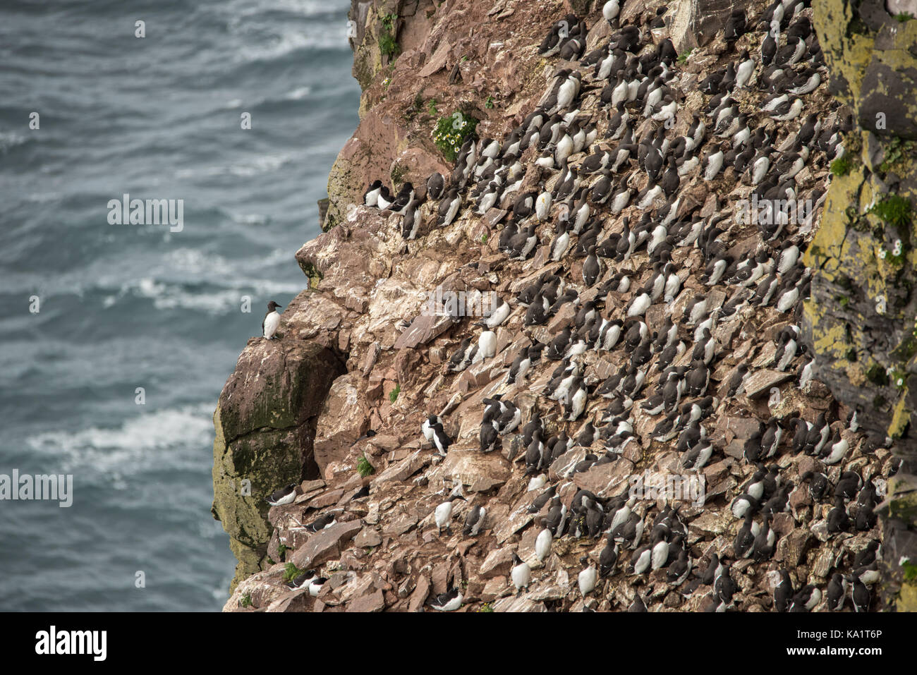 Colony of birds Stock Photo - Alamy