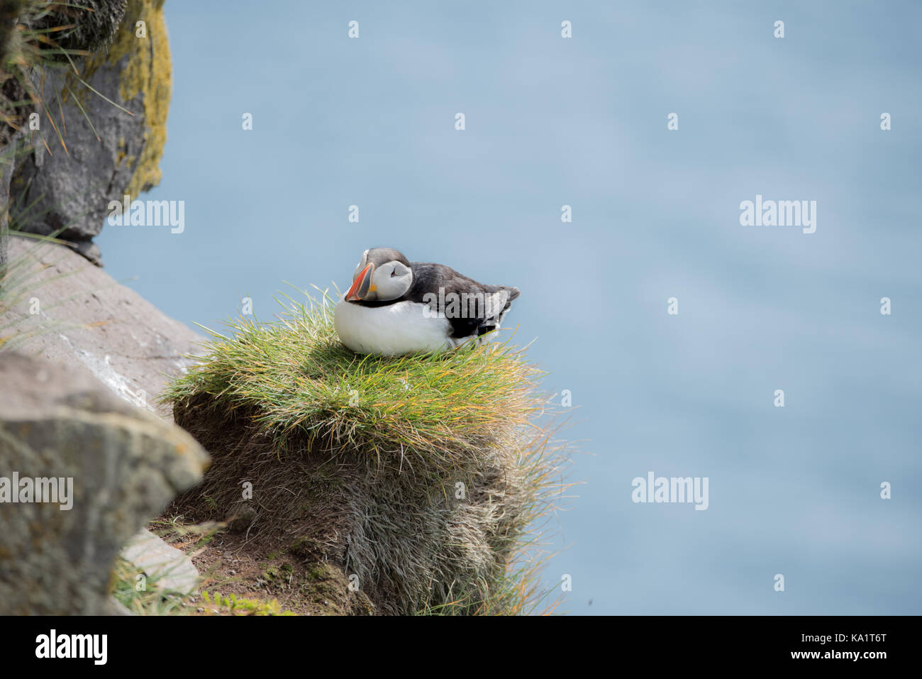 Atlantic puffin at breeding area in Iceland Stock Photo - Alamy
