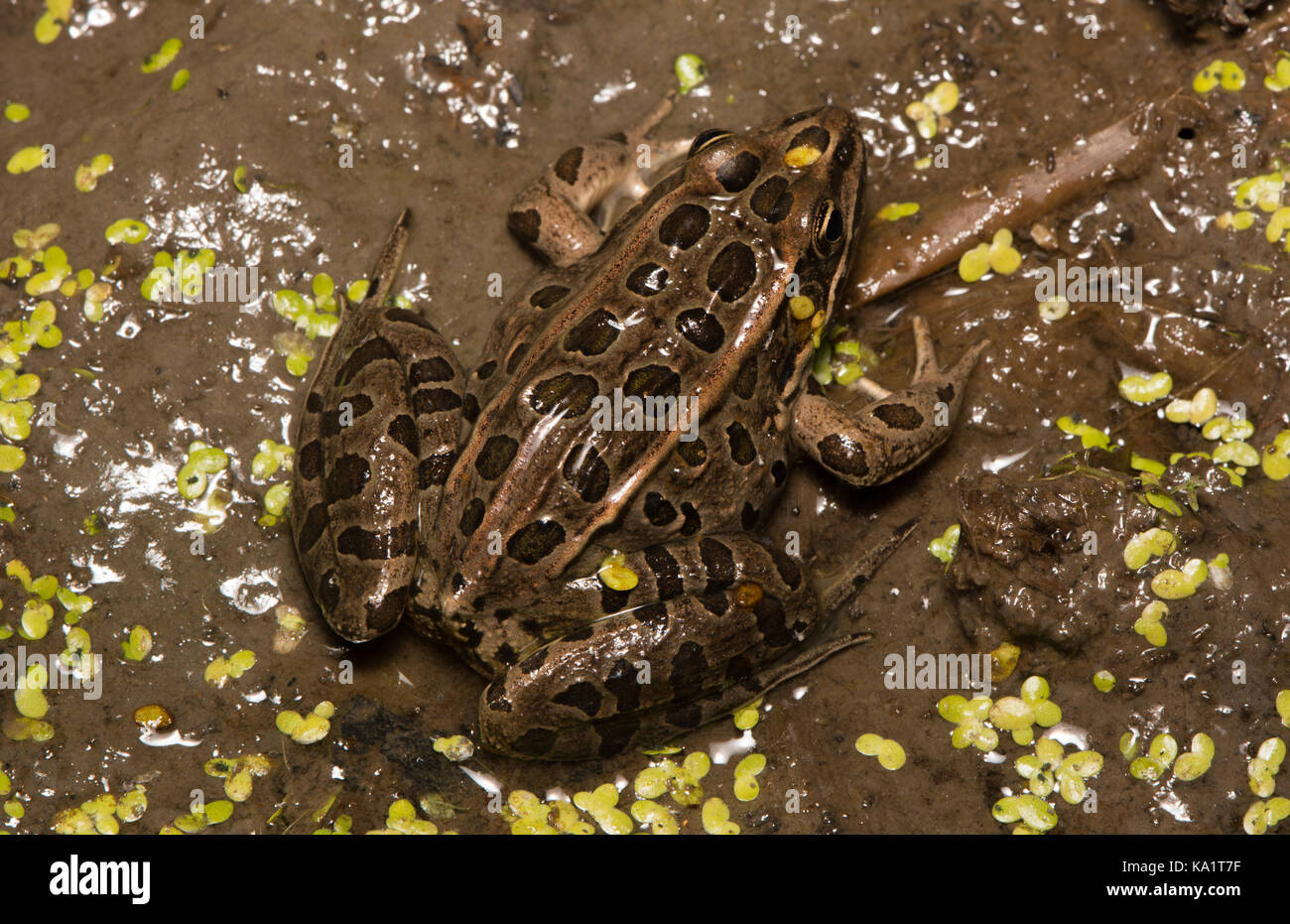 Northern Leopard Frog (Lithobates pipiens) from Jefferson County ...
