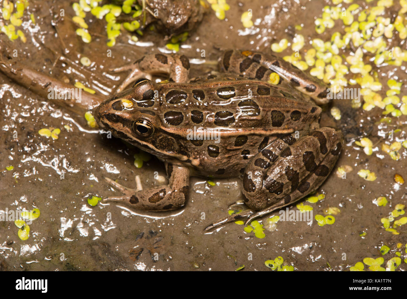 Northern Leopard Frog (Lithobates pipiens) from Jefferson County ...