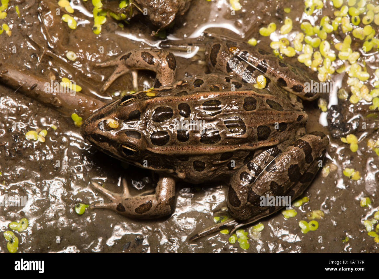 Northern Leopard Frog (Lithobates pipiens) from Jefferson County ...
