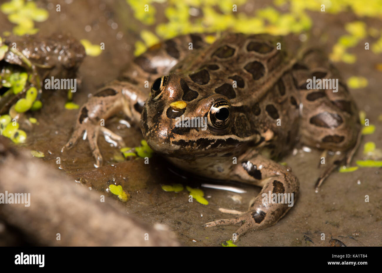 Northern Leopard Frog (Lithobates pipiens) from Jefferson County ...