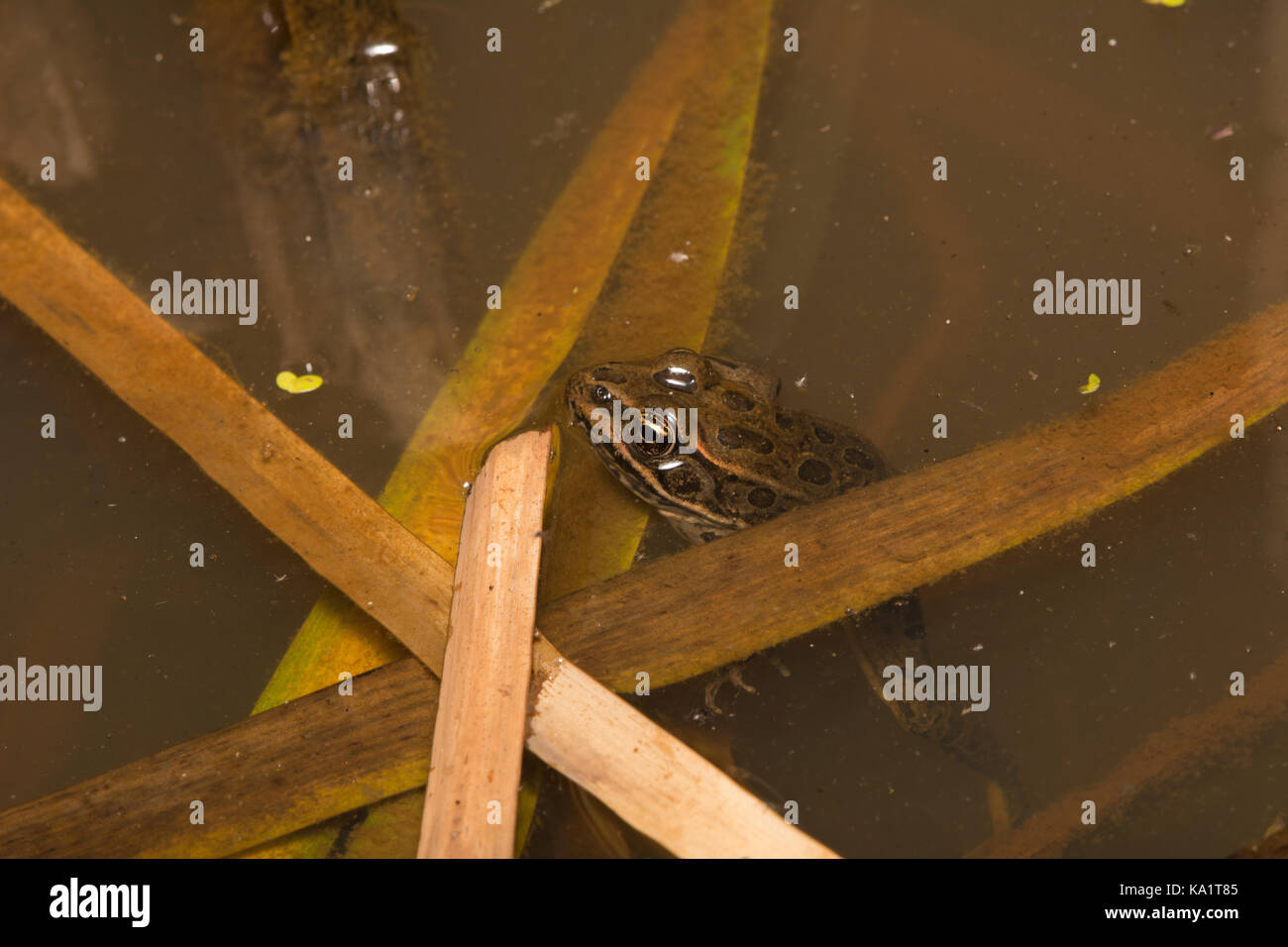 Northern Leopard Frog (Lithobates pipiens) from Jefferson County ...