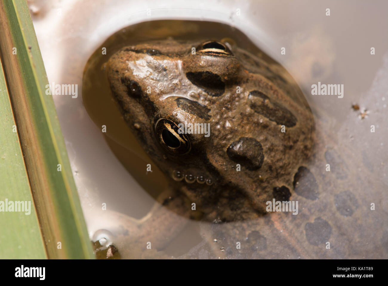 Northern Leopard Frog (Lithobates pipiens) from Jefferson County ...