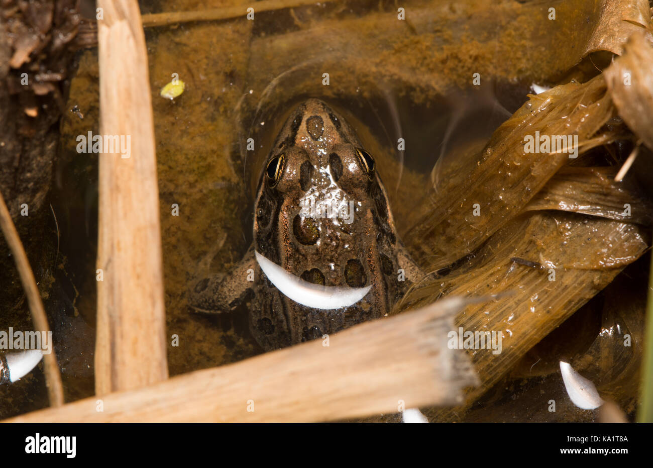 Northern Leopard Frog (Lithobates pipiens) from Jefferson County ...