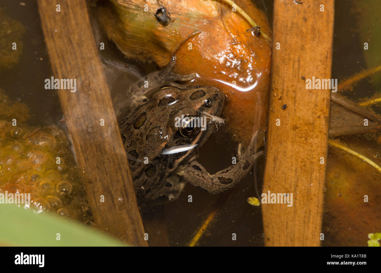 Northern Leopard Frog (Lithobates pipiens) from Jefferson County ...