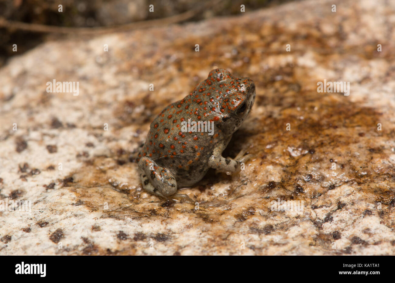 A recently metamorphosed Red-spotted Toad (Anaxyrus punctatus) from ...