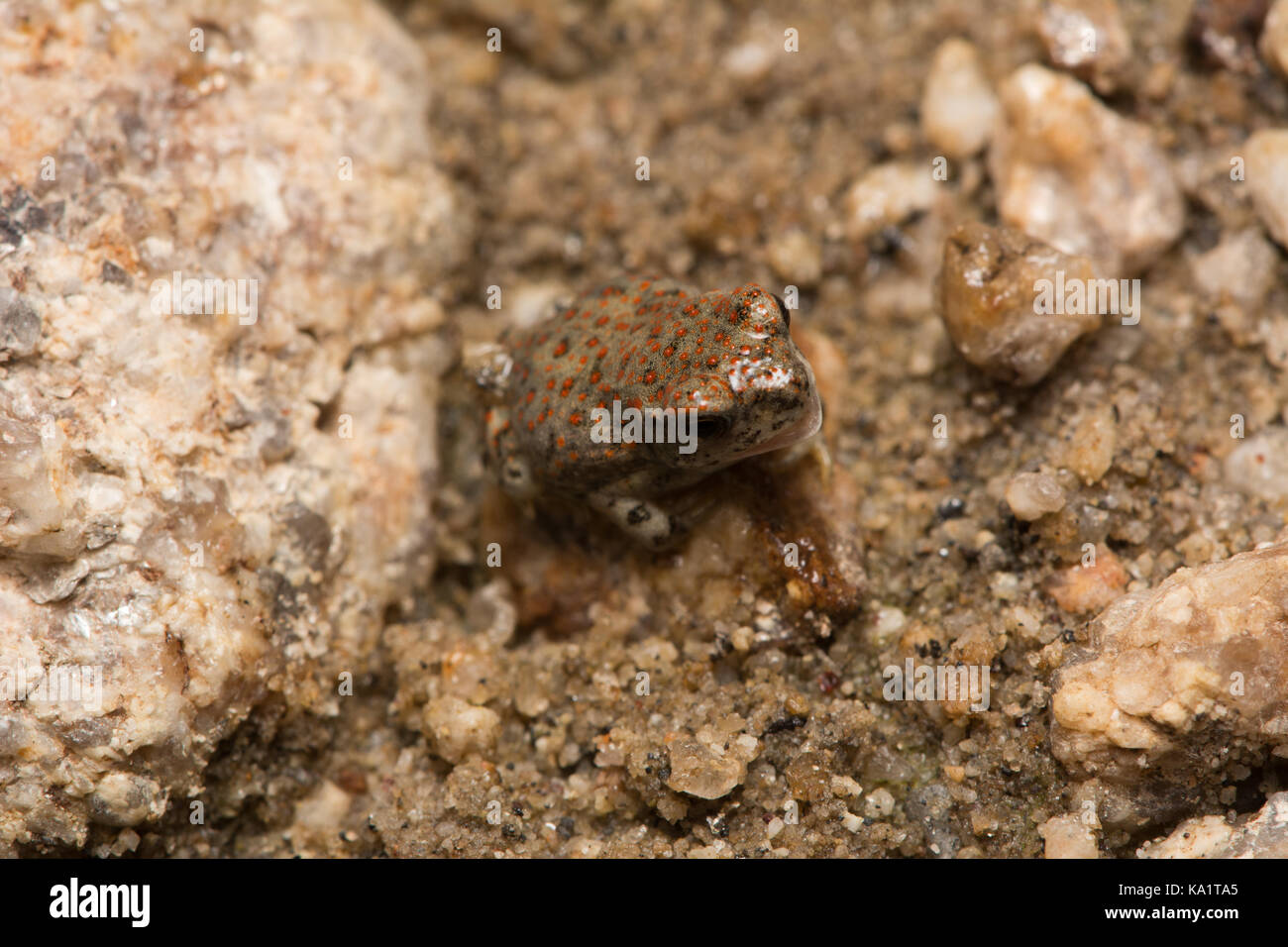 A recently metamorphosed Red-spotted Toad (Anaxyrus punctatus) from ...