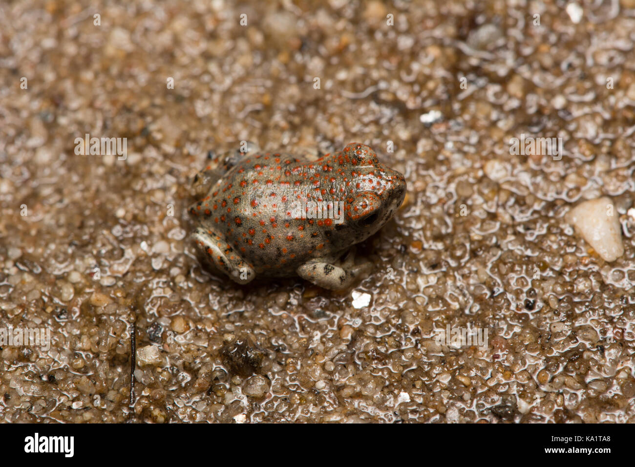 A recently metamorphosed Red-spotted Toad (Anaxyrus punctatus) from ...