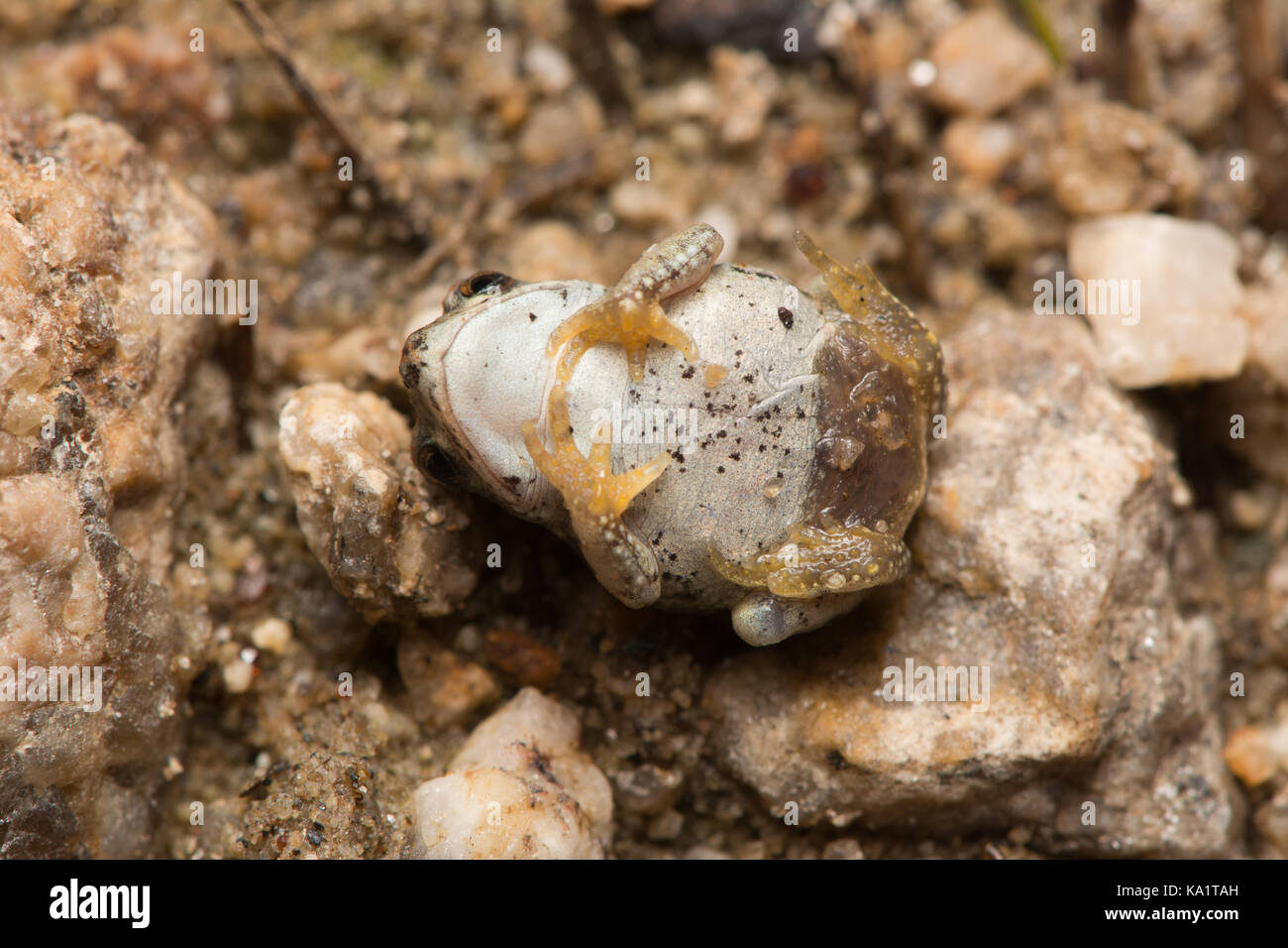 A recently metamorphosed Red-spotted Toad (Anaxyrus punctatus) from ...