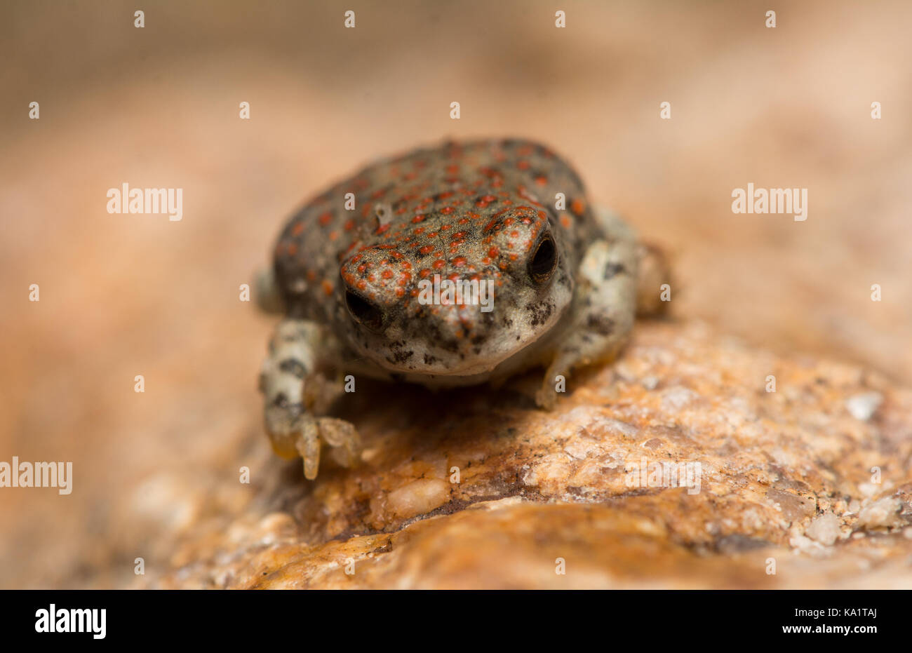 Puntos rojos hi-res stock photography and images - Alamy