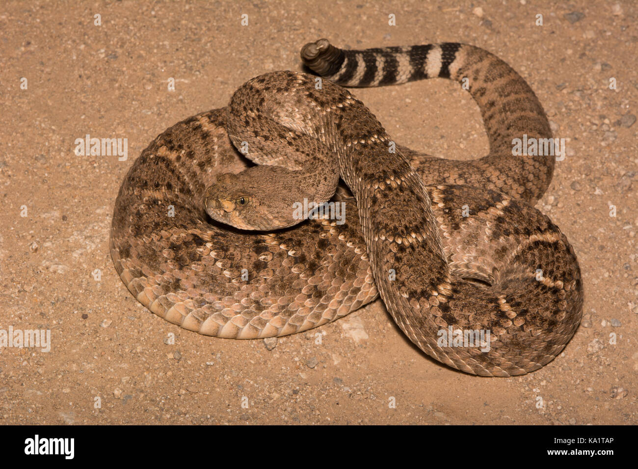 Western Diamond-backed Rattlesnake (Crotalus atrox) from Pima County ...