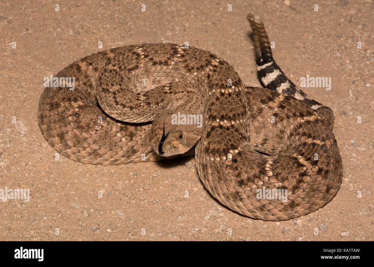 Crotalus Atrox High Resolution Stock Photography and Images - Alamy