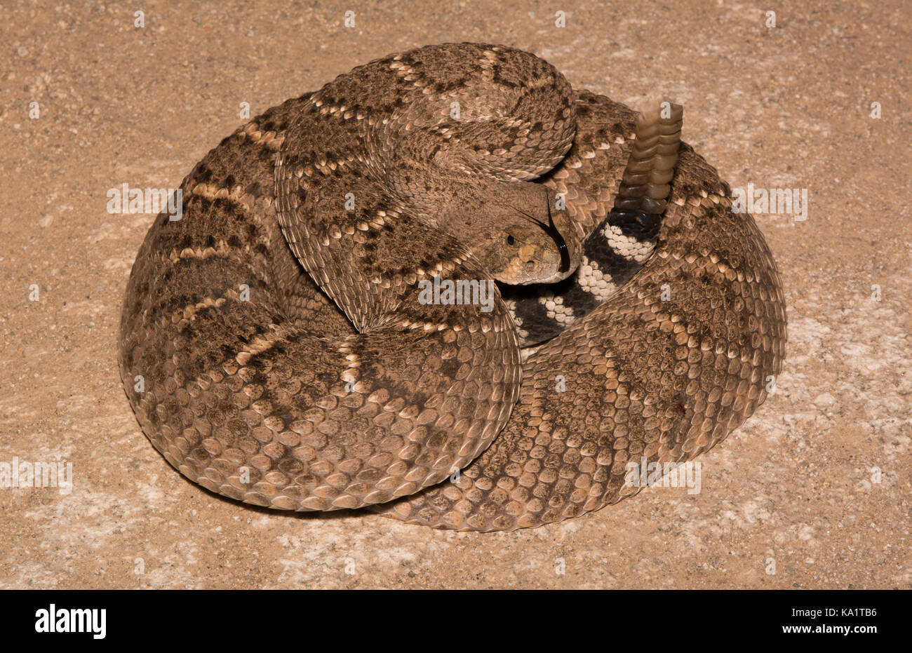 Western Diamond-backed Rattlesnake (Crotalus atrox) from Pima County ...
