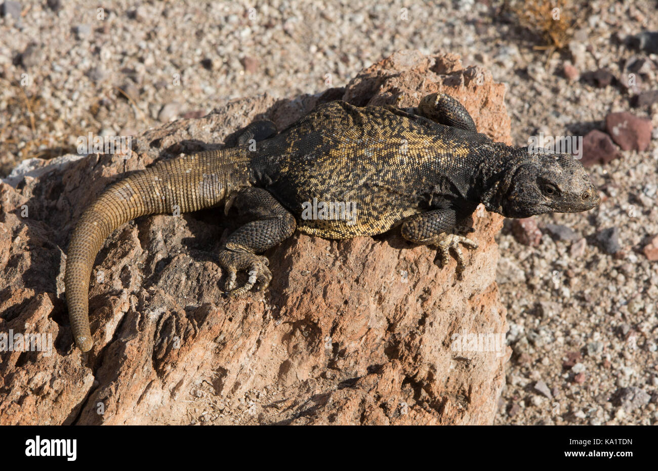 An adult male Common Chuckwalla (Sauromalus ater) from Sonora, Mexico ...