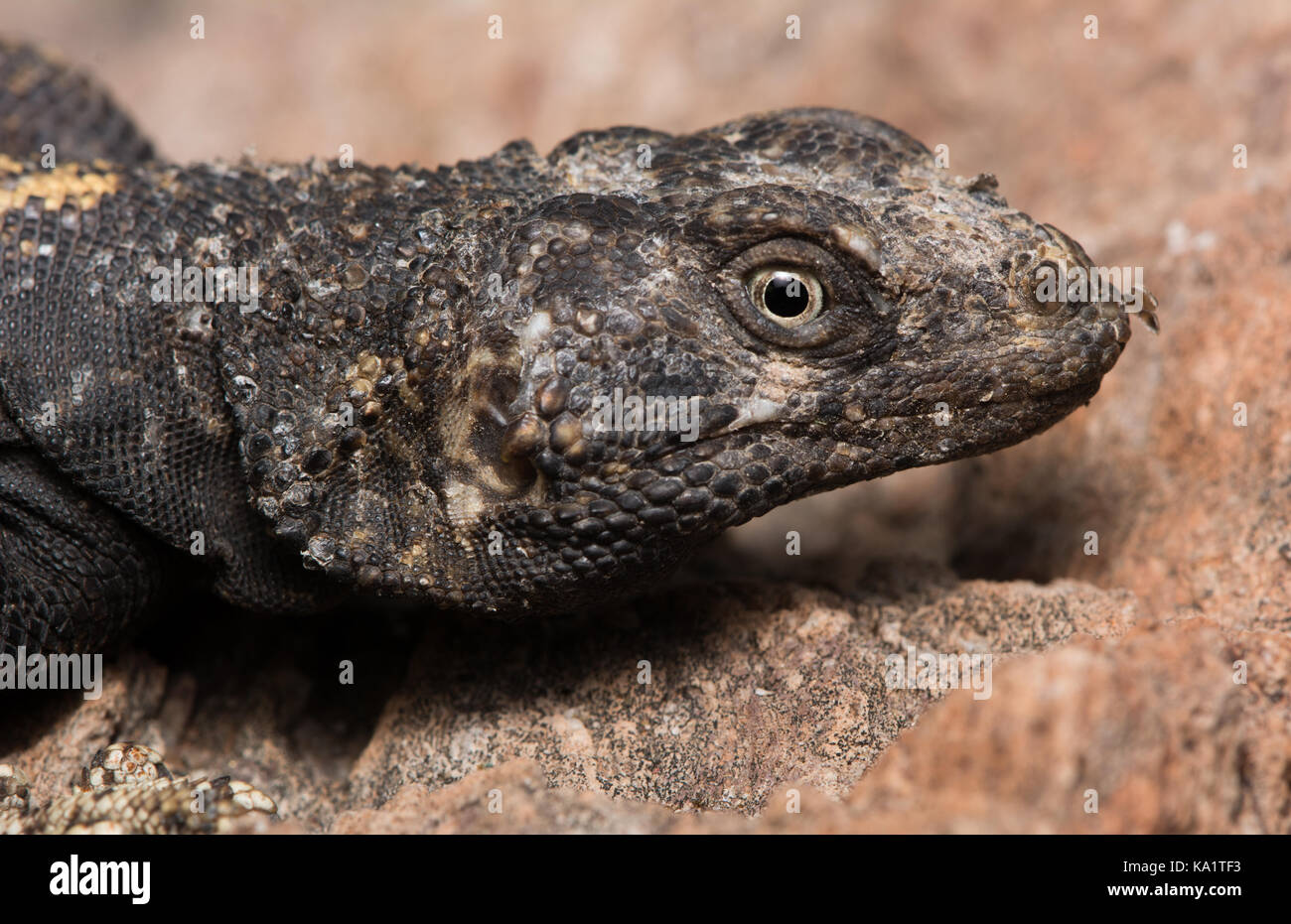 An adult male Common Chuckwalla (Sauromalus ater) from Sonora, Mexico ...