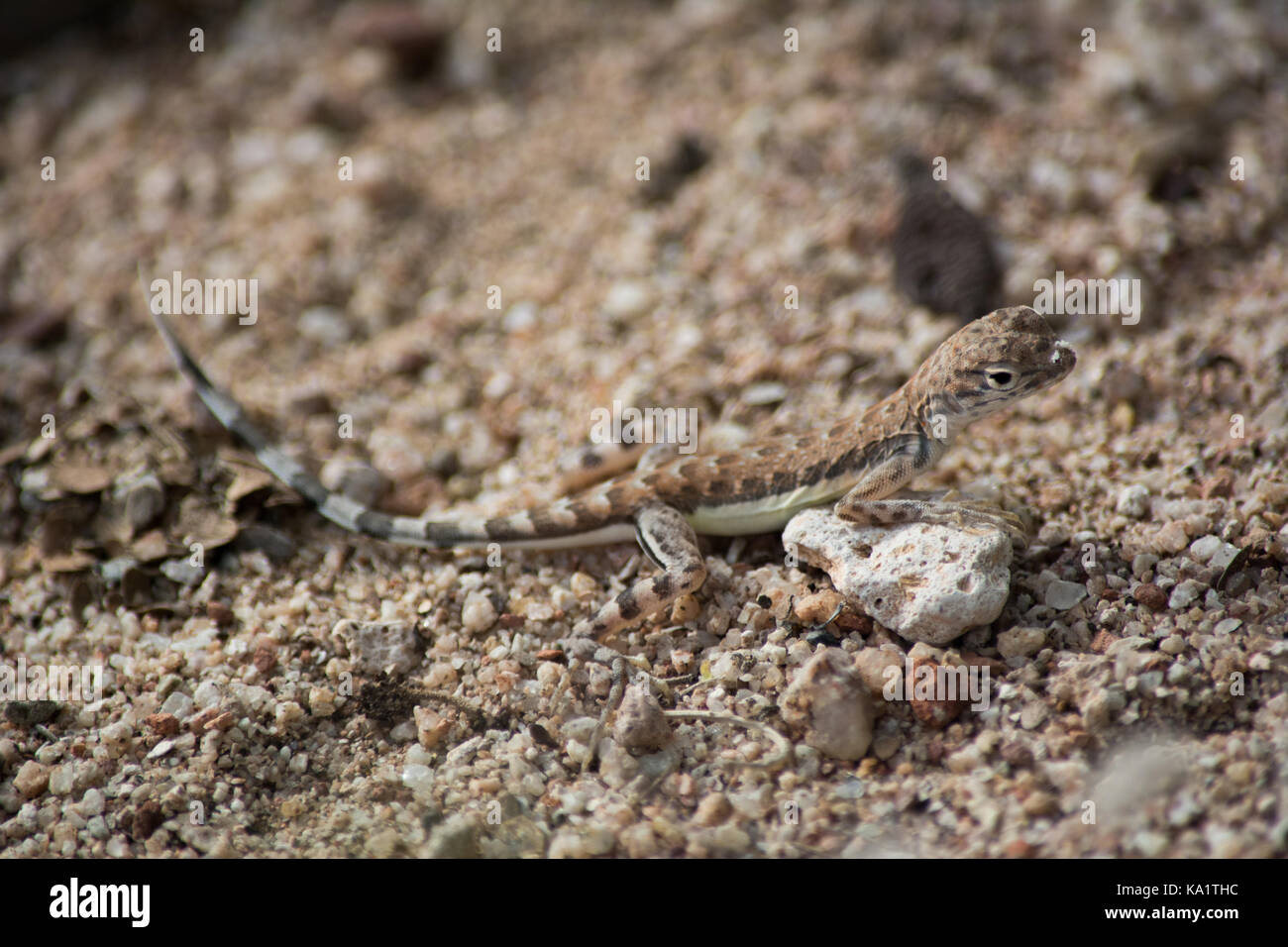Zebra Tailed Lizard
