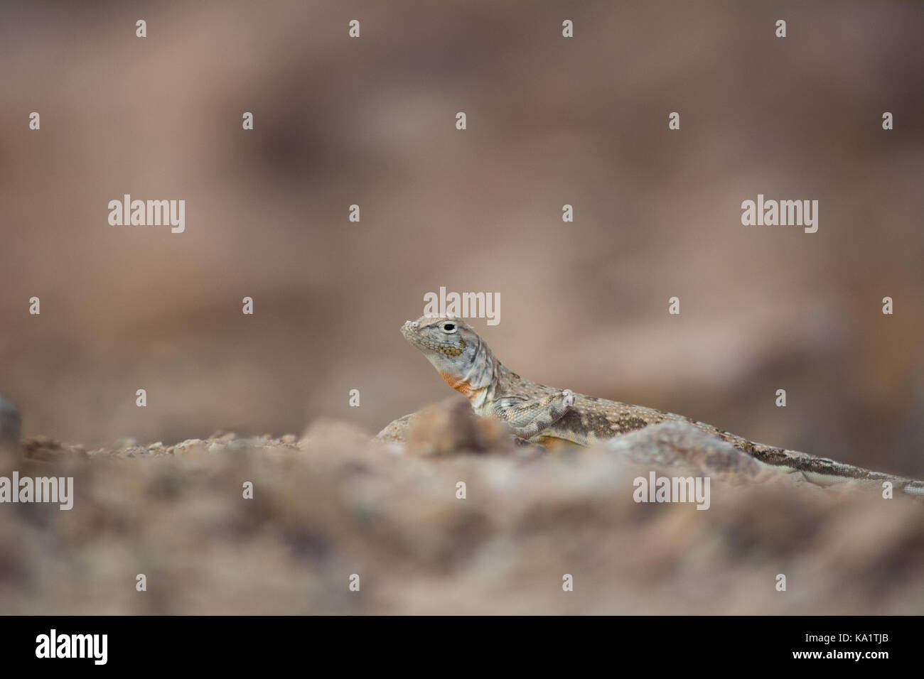 An adult Zebra-tailed Lizard (Callisaurus draconoides) from Sonora ...