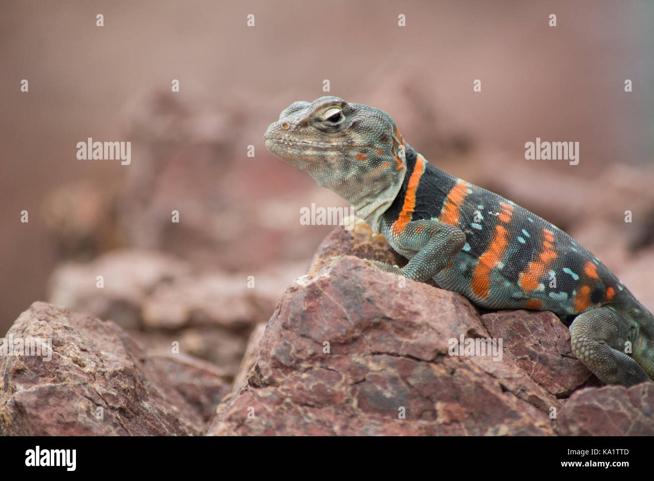 An adult female Dickerson's Collared Lizard (Crotaphytus dickersonae ...