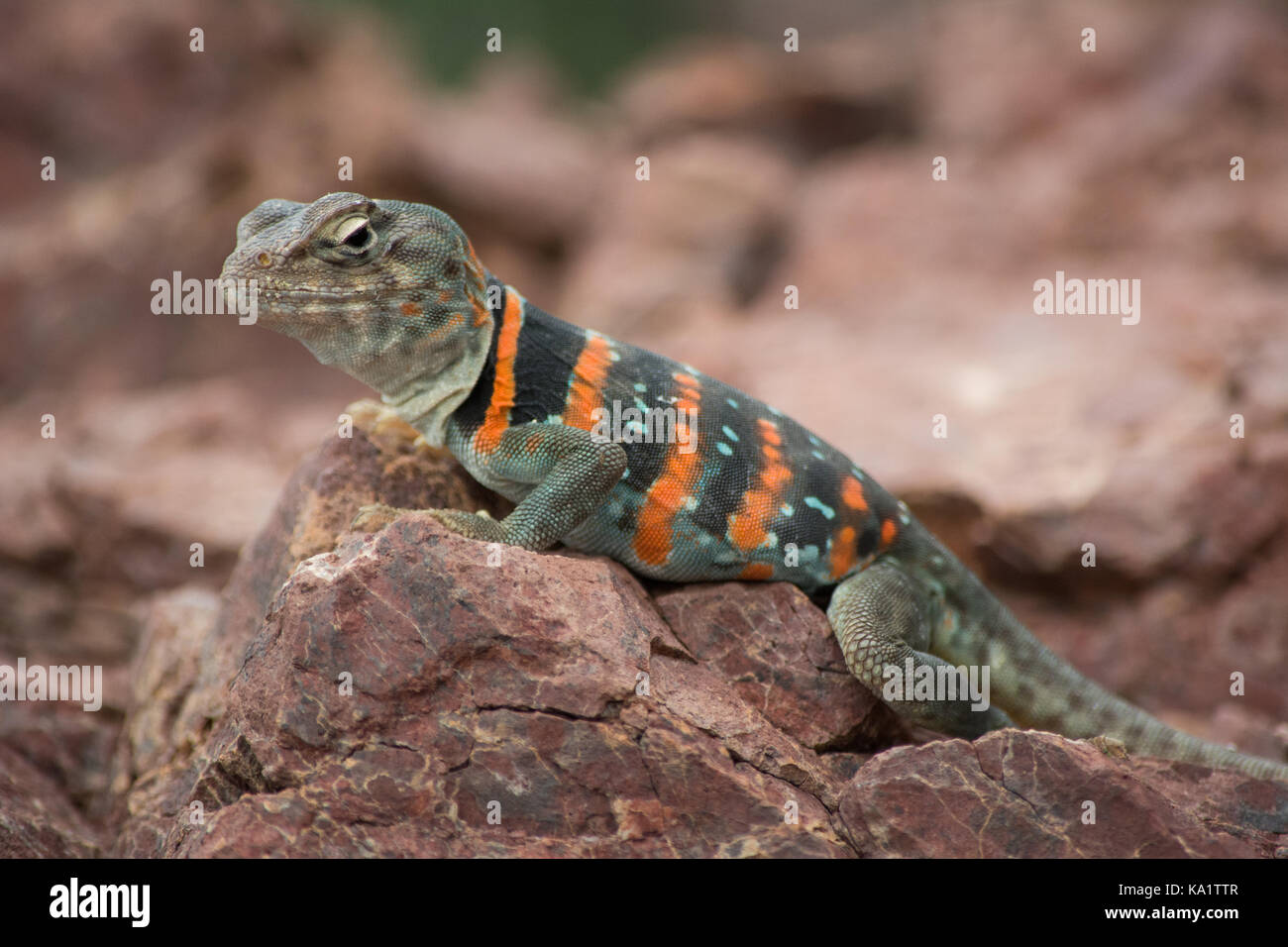 Crotaphytus Collaris Stock Photos & Crotaphytus Collaris Stock Images ...