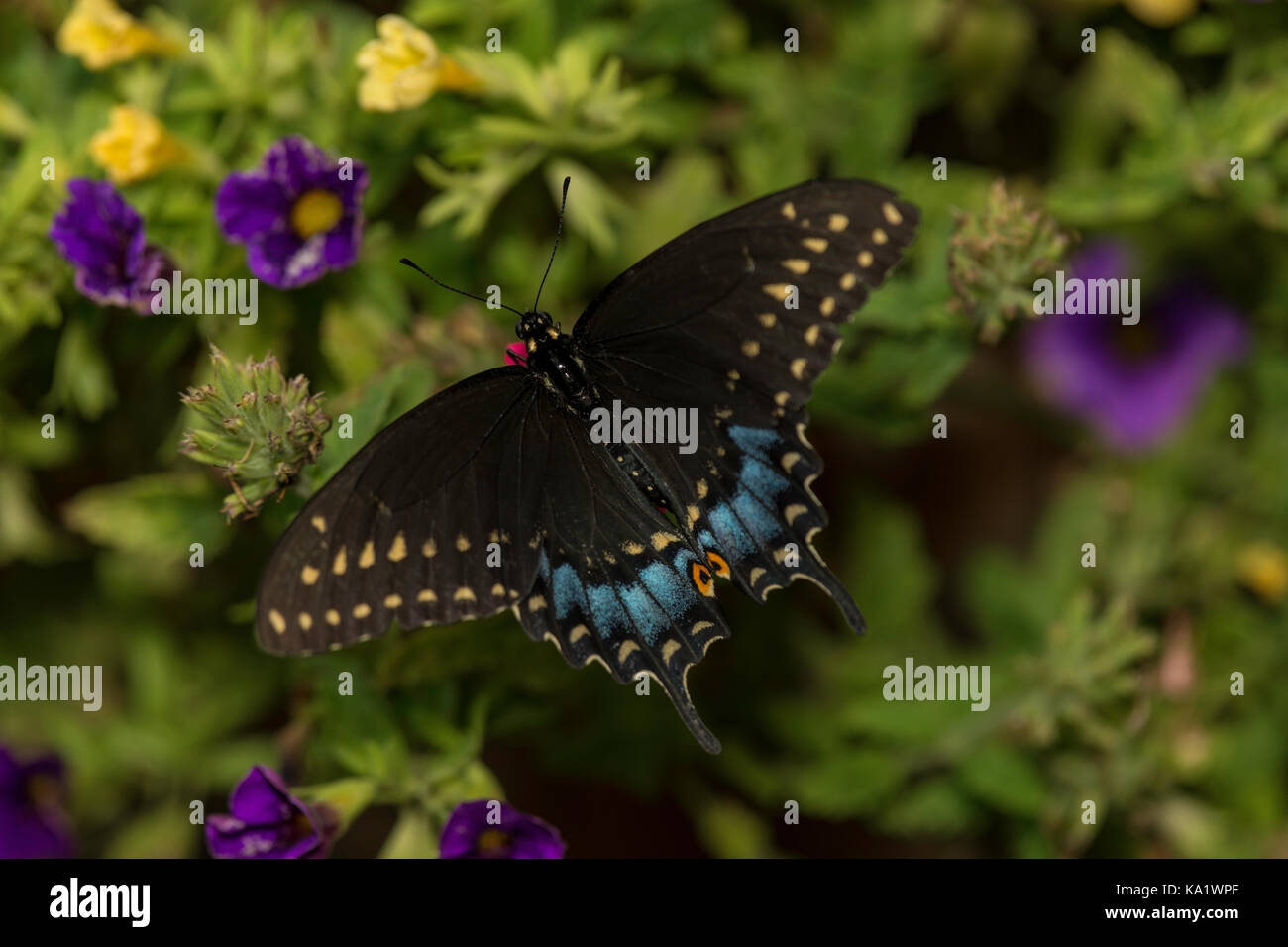 Eastern Black Swallowtail Stock Photo - Alamy