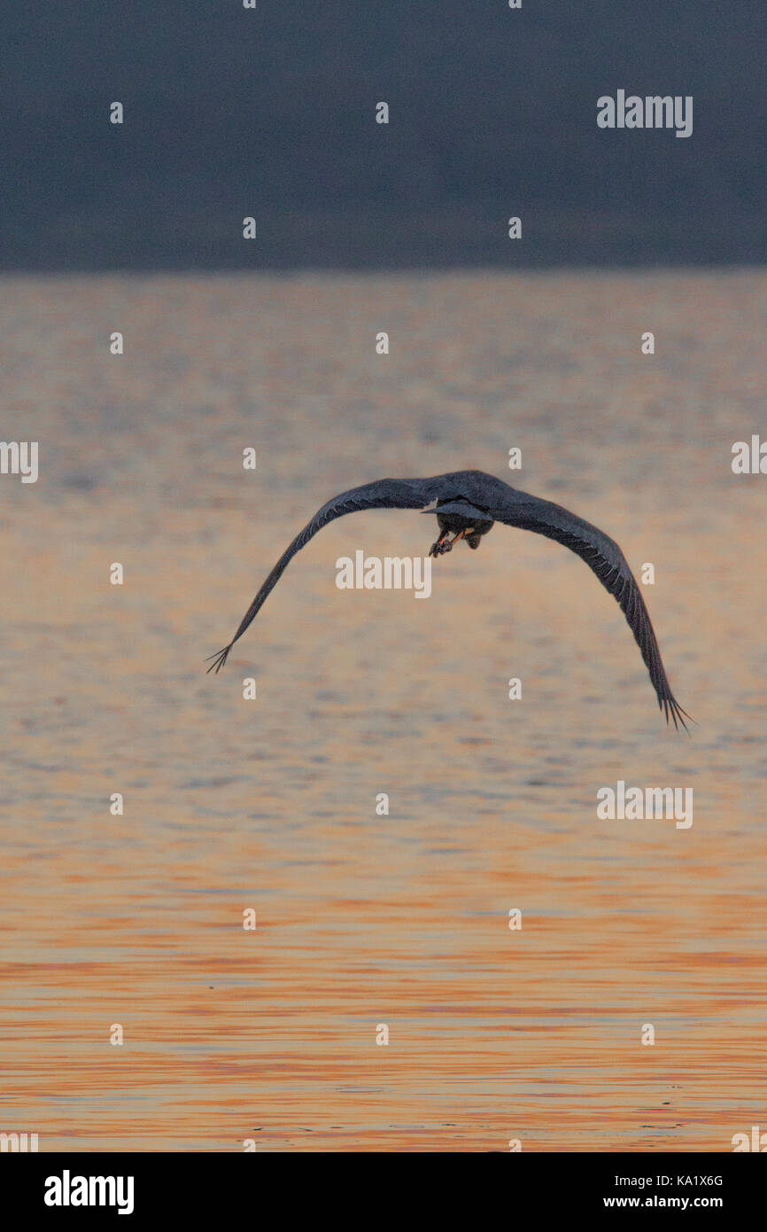 Glide skim float hi-res stock photography and images - Alamy