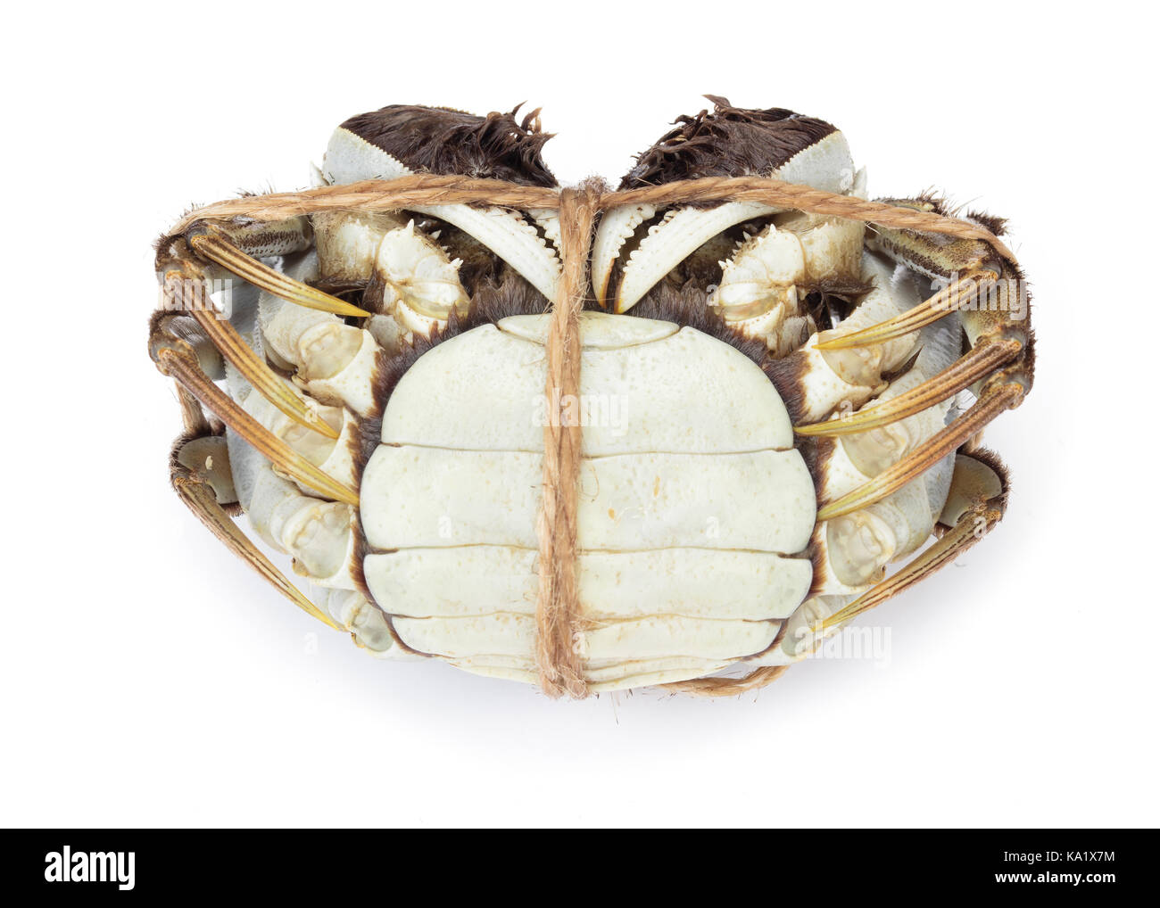 Perfect Crab isolated on white background Stock Photo - Alamy