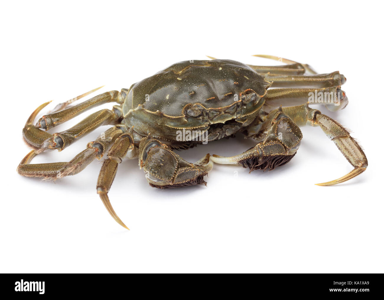 Perfect Crab isolated on white background Stock Photo - Alamy