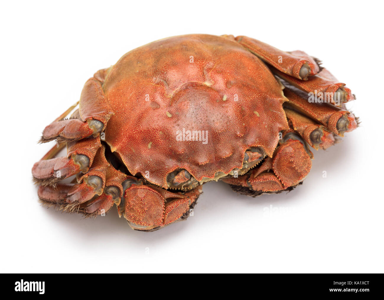 Perfect Crab isolated on white background Stock Photo - Alamy