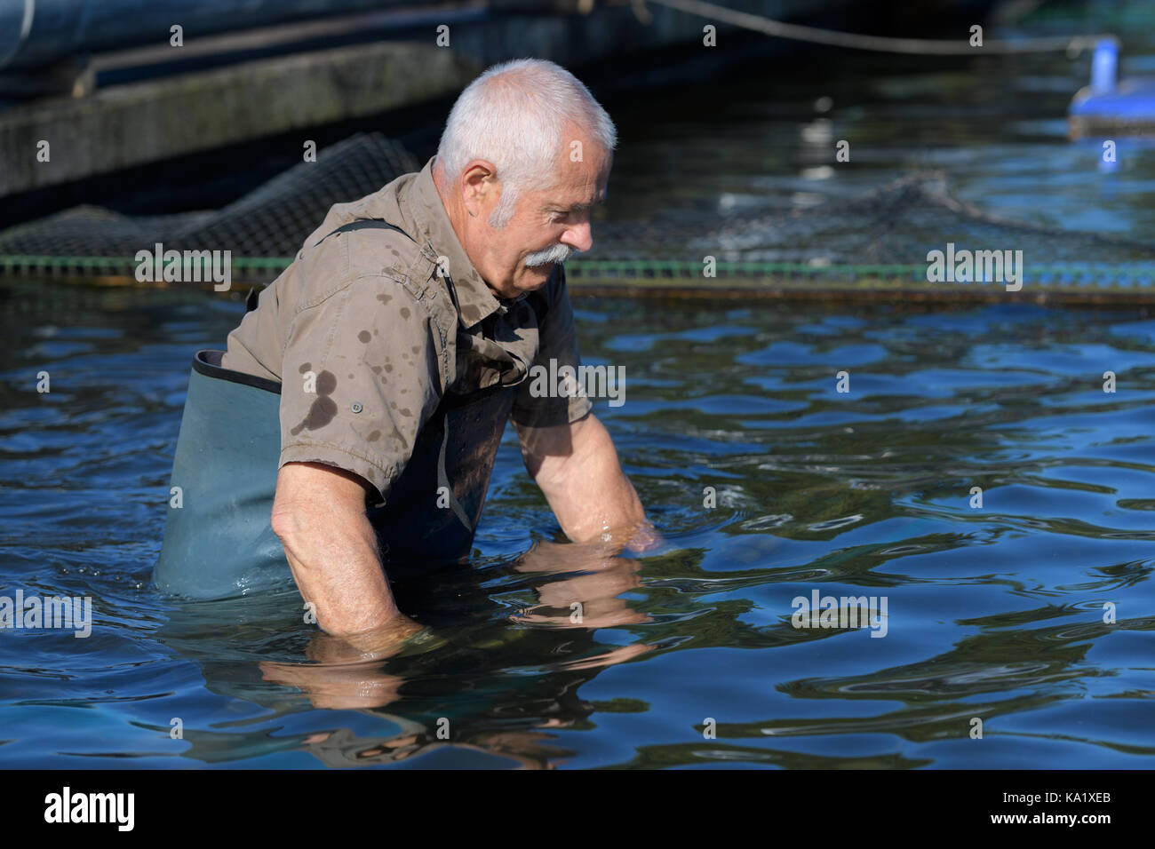 Oyster producer waist deep in water Stock Photo - Alamy