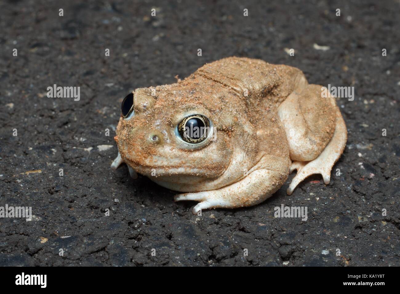 Grand staircase escalante and wildlife hi-res stock photography and ...