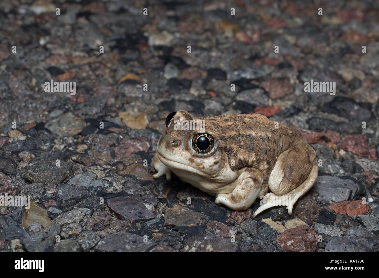 Grand staircase escalante and wildlife hi-res stock photography and ...