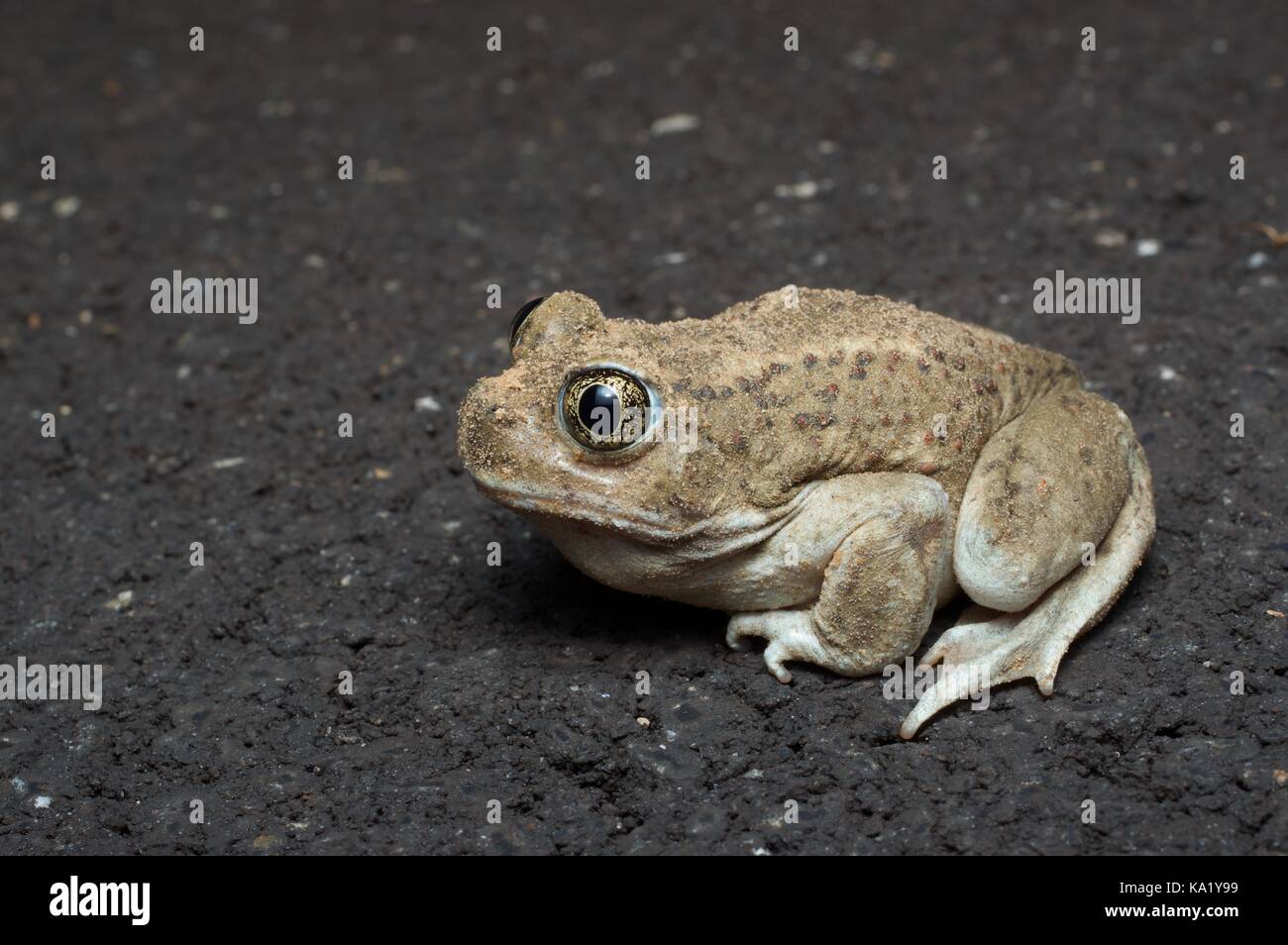 Frog monument hi-res stock photography and images - Alamy