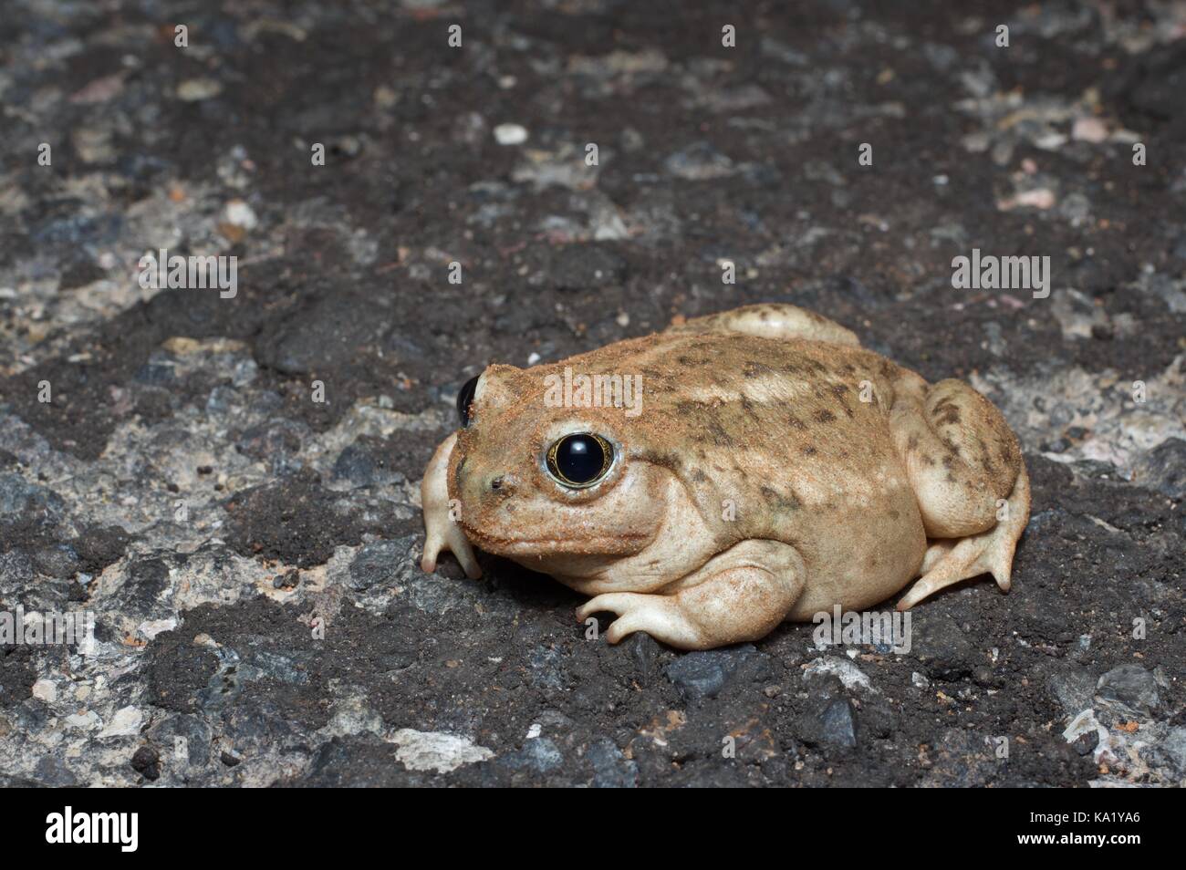 A Great Basin Toad (Spea intermontana) on the road at night in Grand ...
