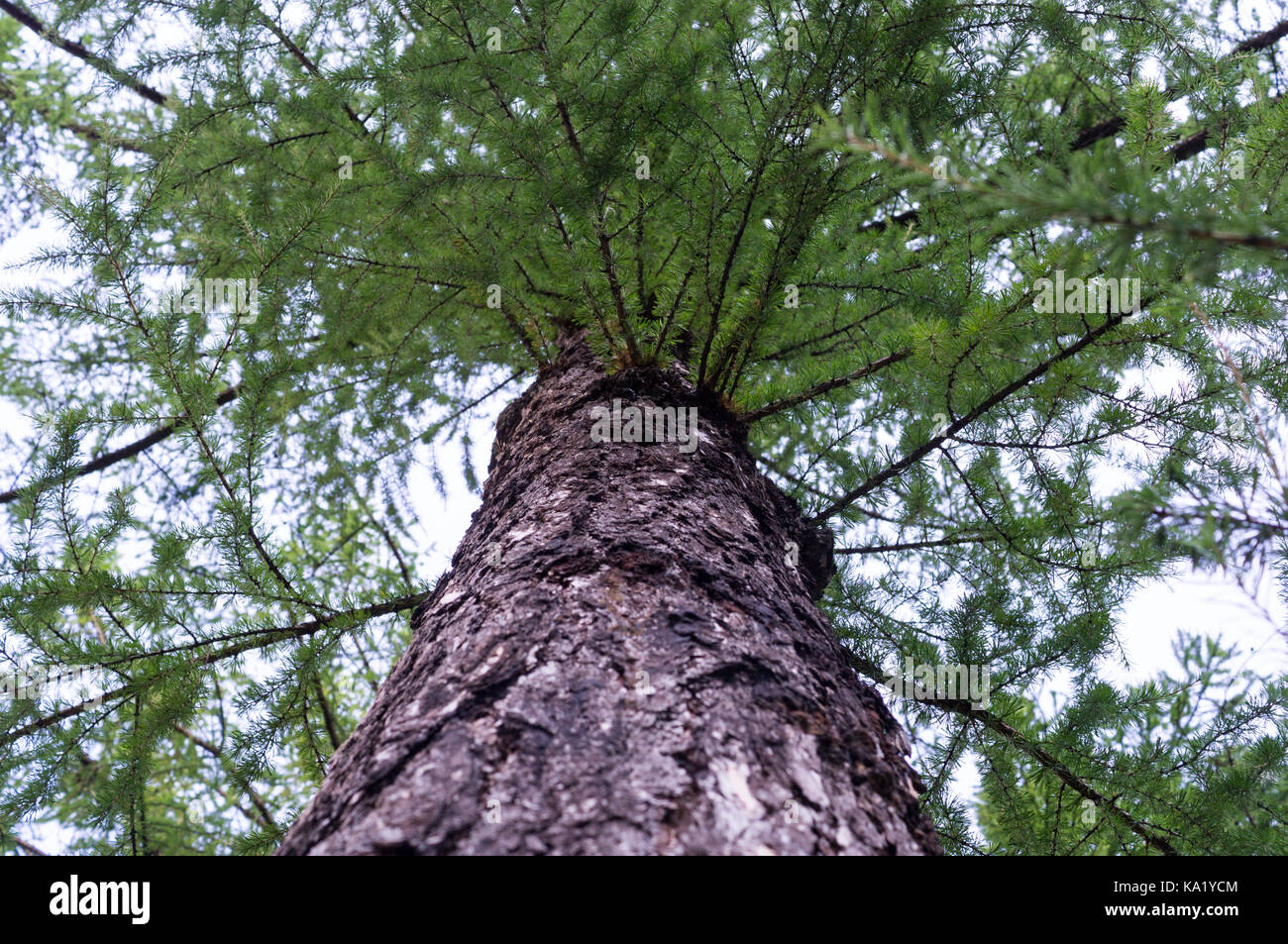tree trunk with crown in the summer forest. nature, background Stock ...