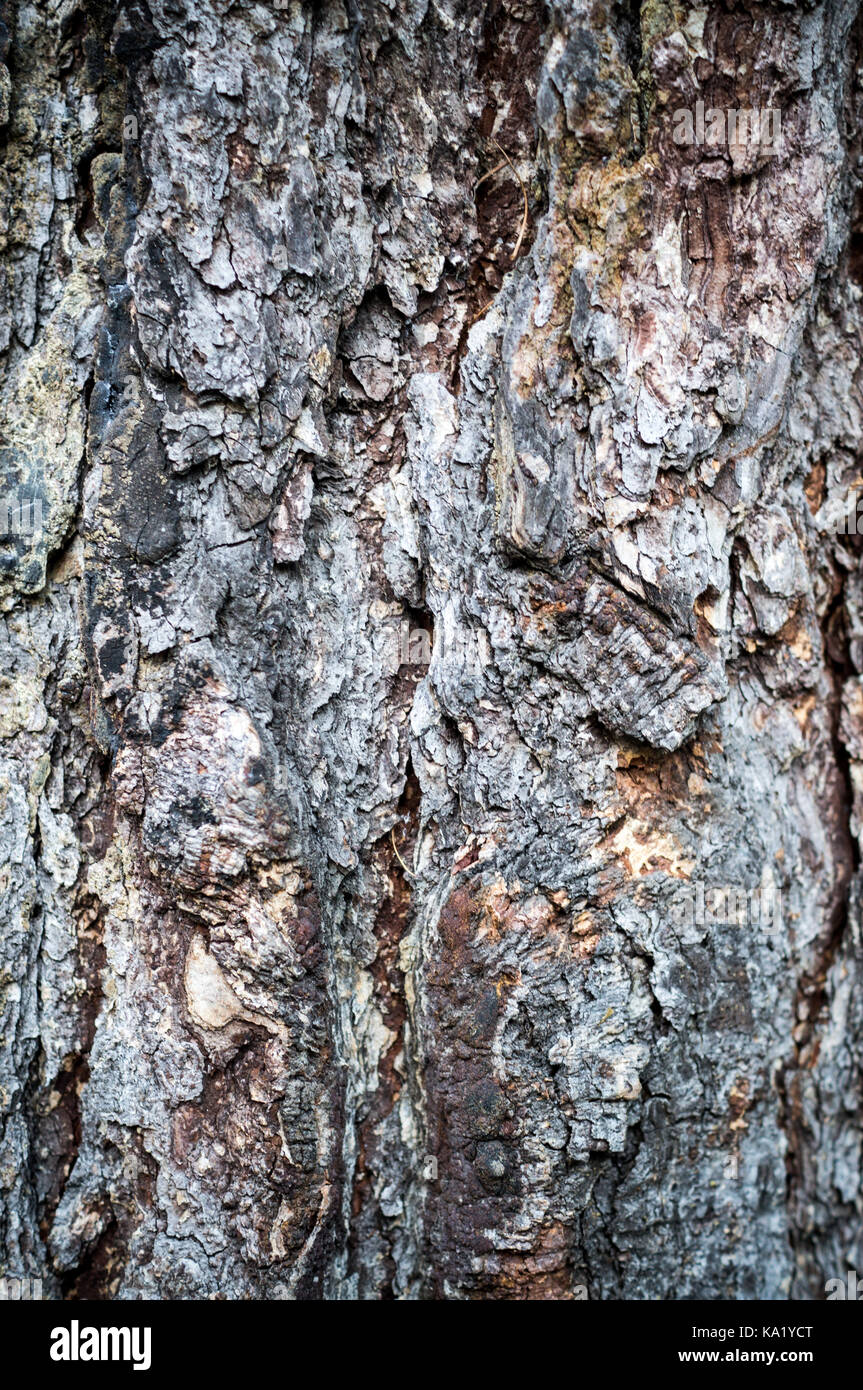 gray tree bark texture of a pine trunk. closeup, texture, background ...