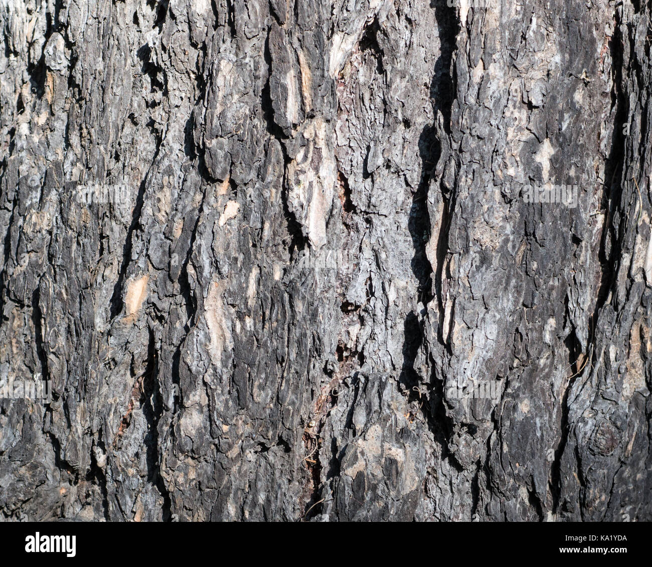 gray tree bark texture of a pine trunk. closeup, texture, background ...